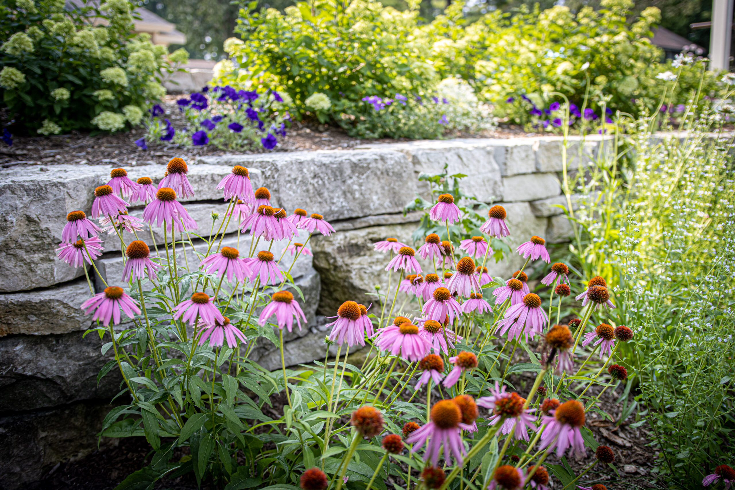 Echinacea - Colorful, Drought Resistant, and Many Varieties - Landmark ...