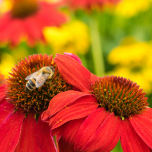 Echinacea - Colorful, Drought Resistant, and Many Varieties - Landmark ...