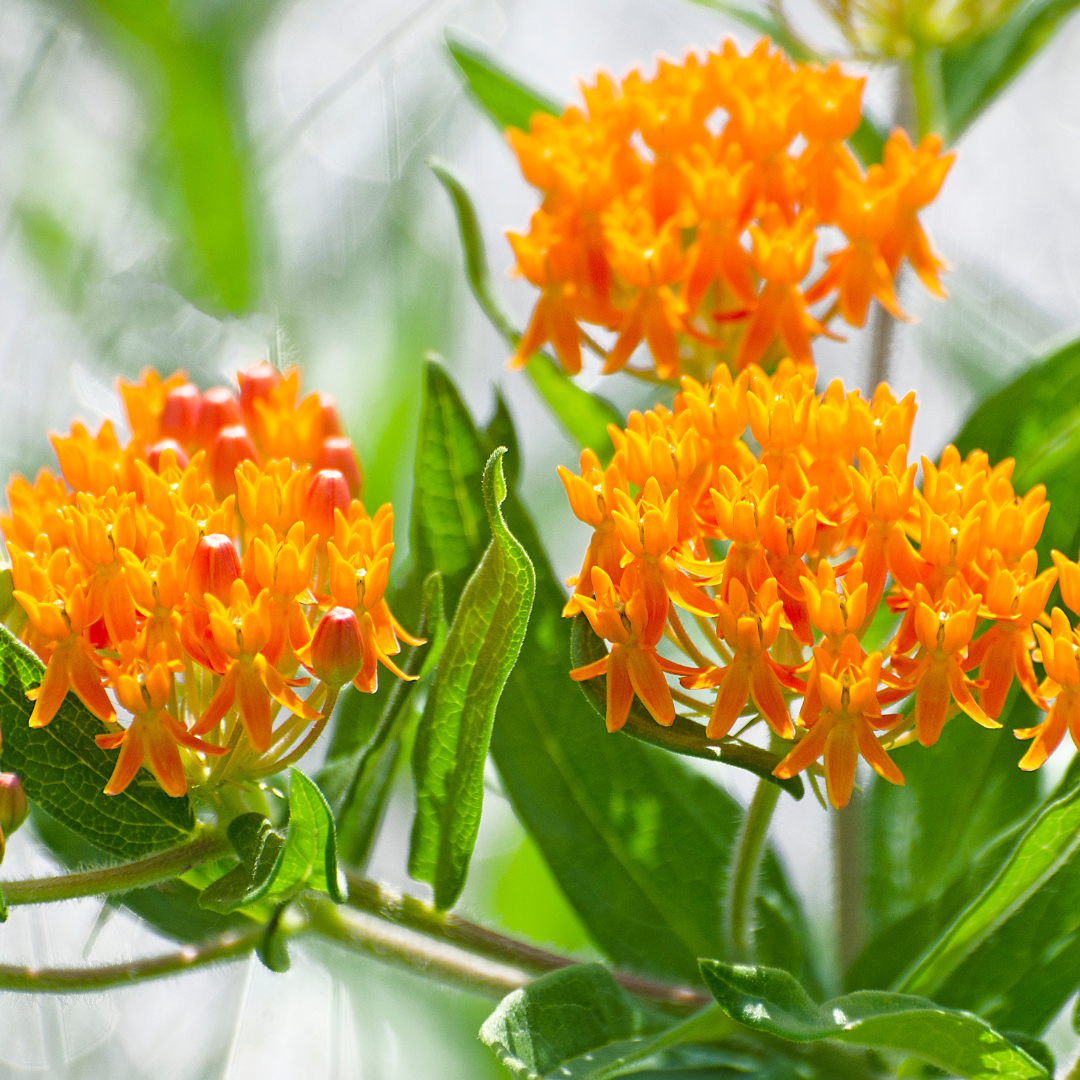 Butterfly Weed - Bright Beautiful Monarch Host - Landmark Landscapes, Inc