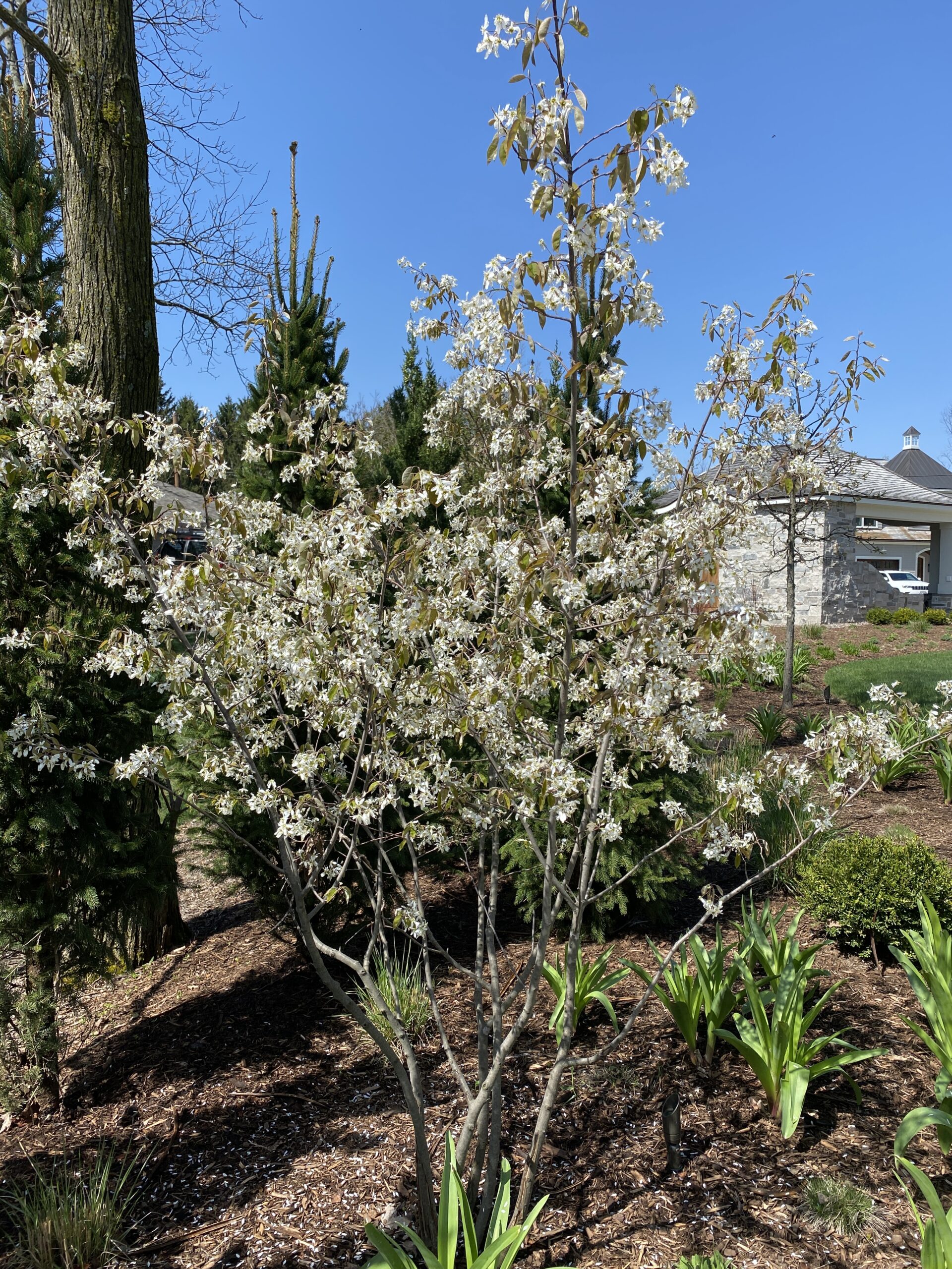 Autumn Brilliance Serviceberry: Unveiling the Landscape Value of a Fall ...