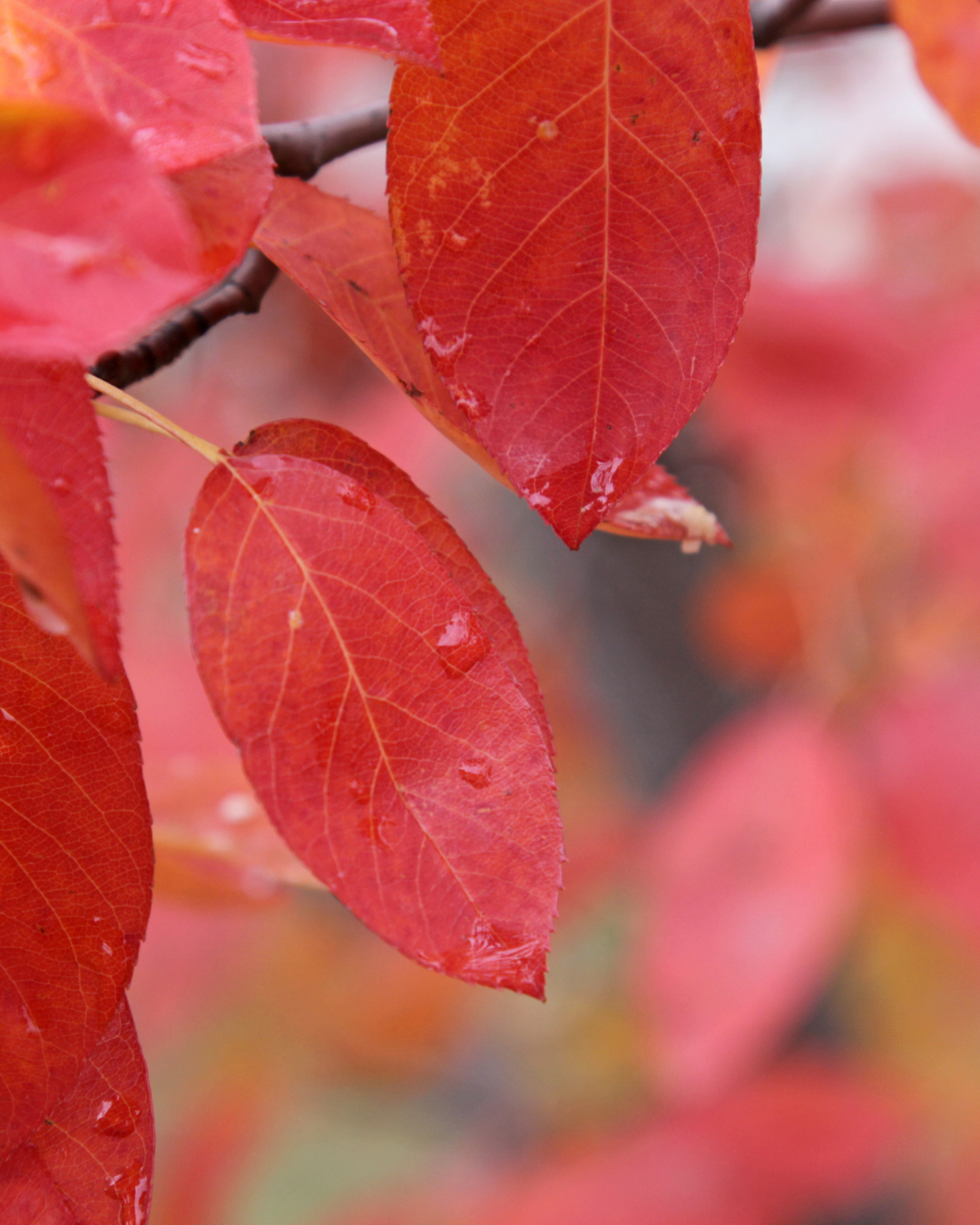 Autumn Brilliance Serviceberry: Unveiling the Landscape Value of a Fall ...