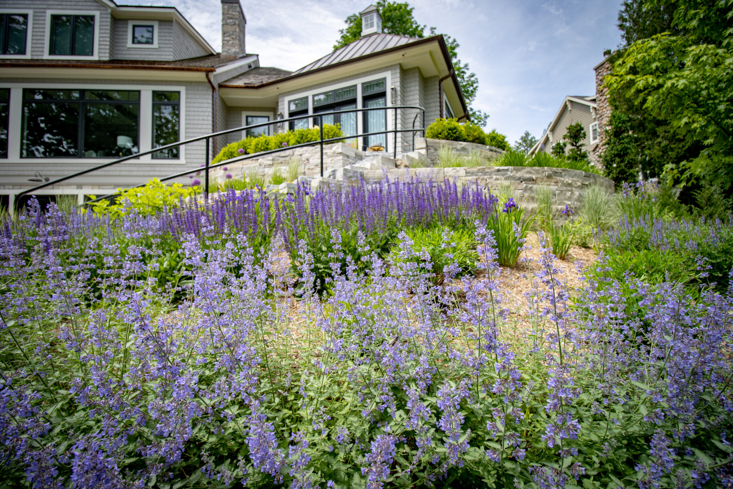 The Beauty & Benefits of Nepata 'Walkers Low' (Catmint) - Landmark Landscapes, Inc