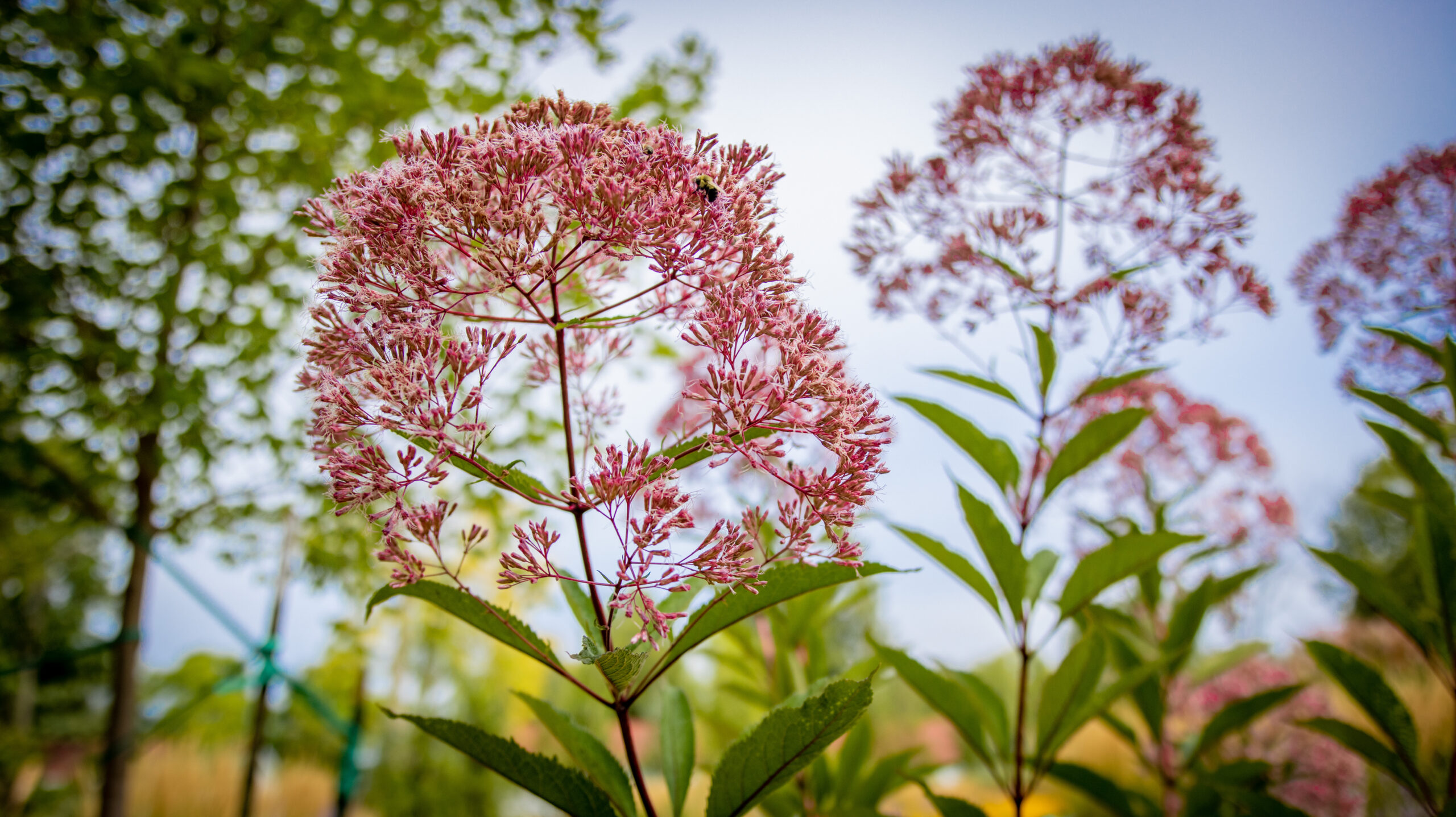 Embracing Nature's Beauty: Joe Pye Weed in Your Landscape - Landmark ...
