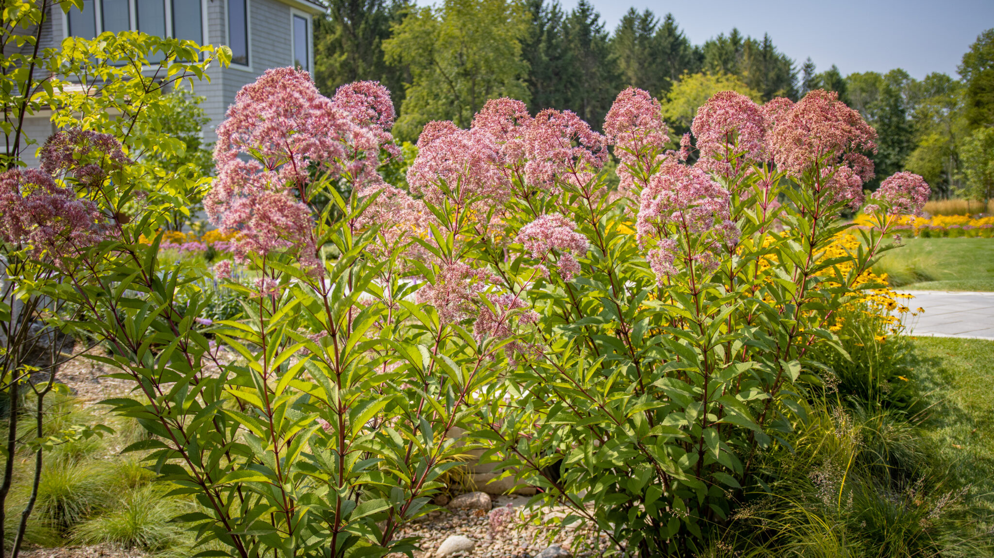 Embracing Nature's Beauty: Joe Pye Weed in Your Landscape - Landmark ...