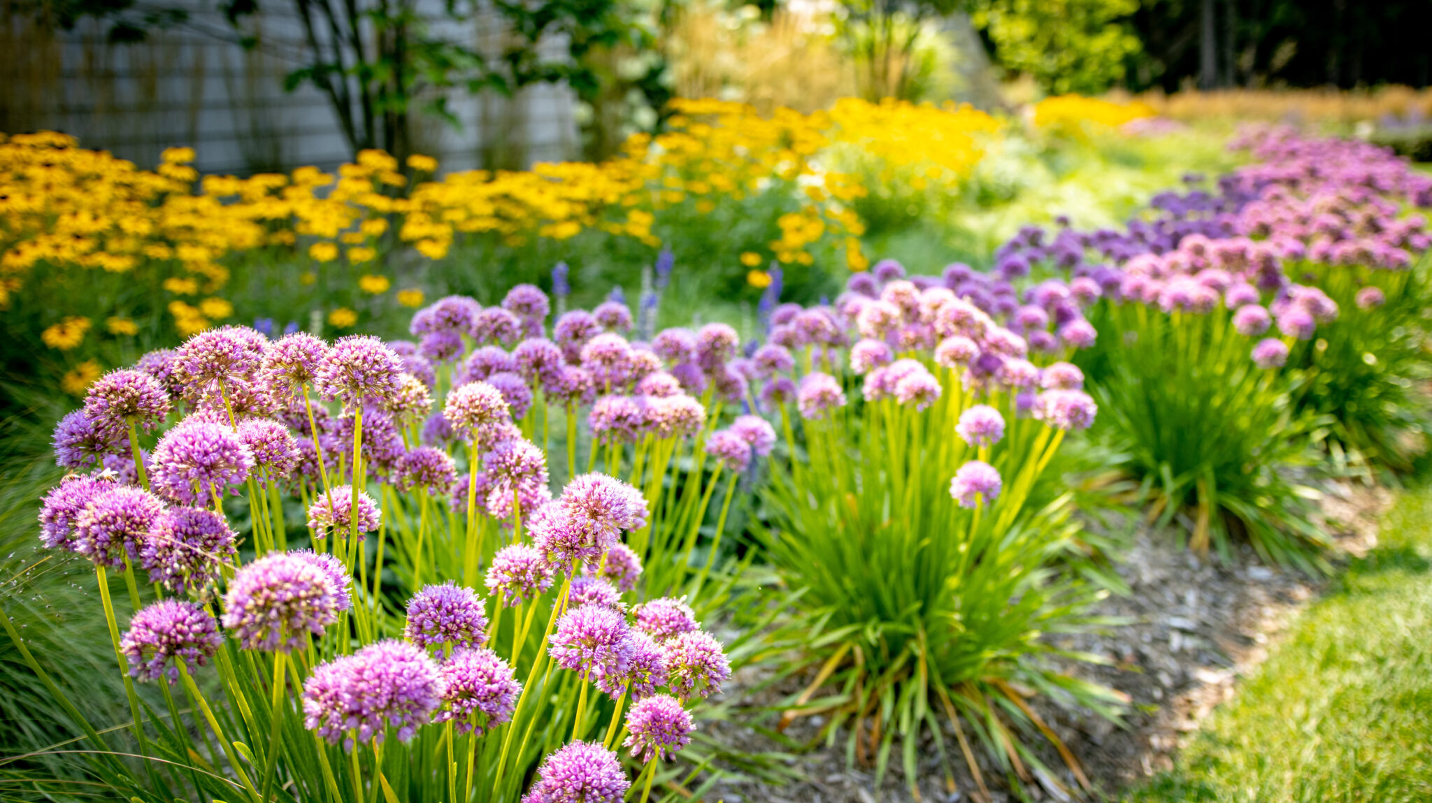 The Timeless Allure of Millennium Allium - Landmark Landscapes, Inc