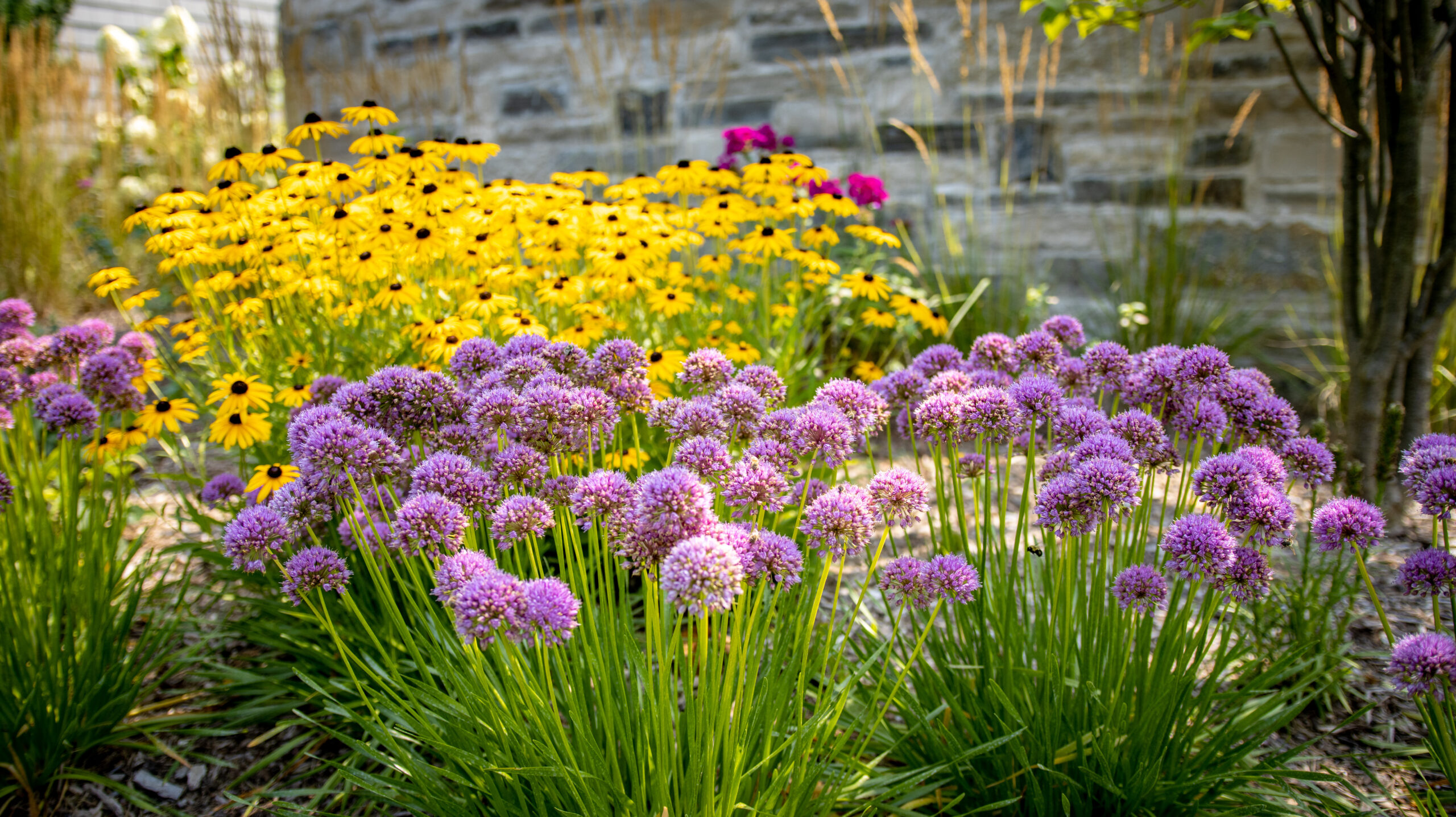 The Timeless Allure of Millennium Allium - Landmark Landscapes, Inc
