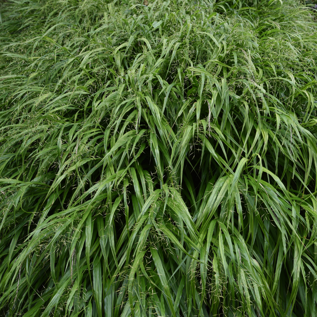 Japanese Forest Grass - Illuminates the Garden - Landmark Landscapes, Inc