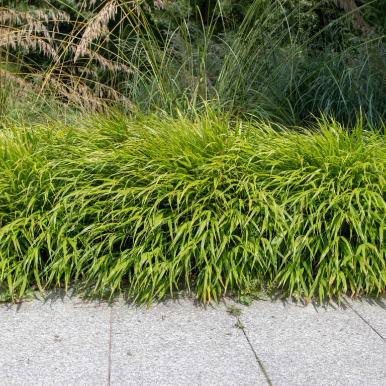 Japanese Forest Grass - Illuminates the Garden - Landmark Landscapes, Inc