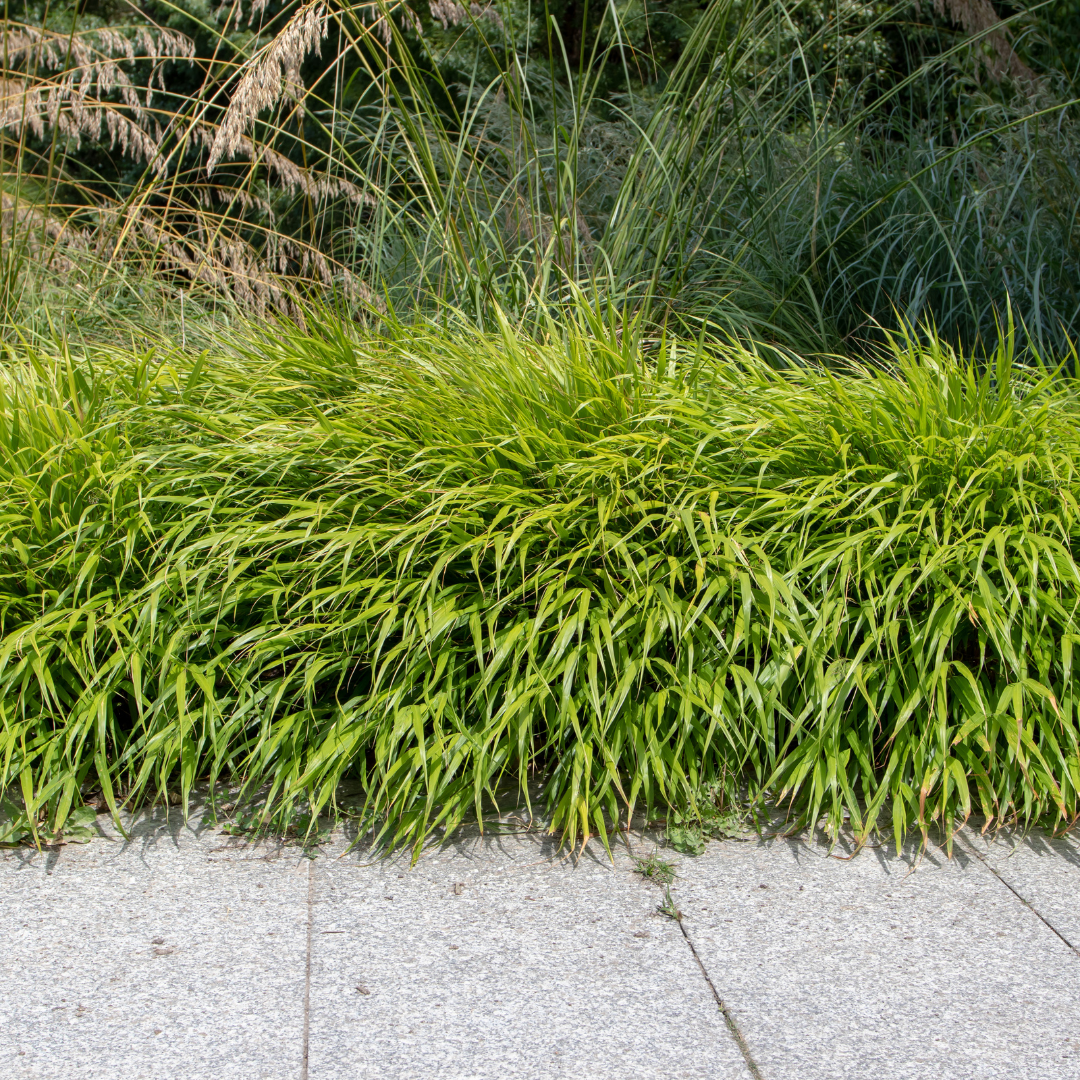 Japanese Forest Grass - Illuminates the Garden - Landmark Landscapes, Inc