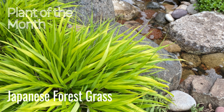 Japanese Forest Grass - Illuminates the Garden - Landmark Landscapes, Inc