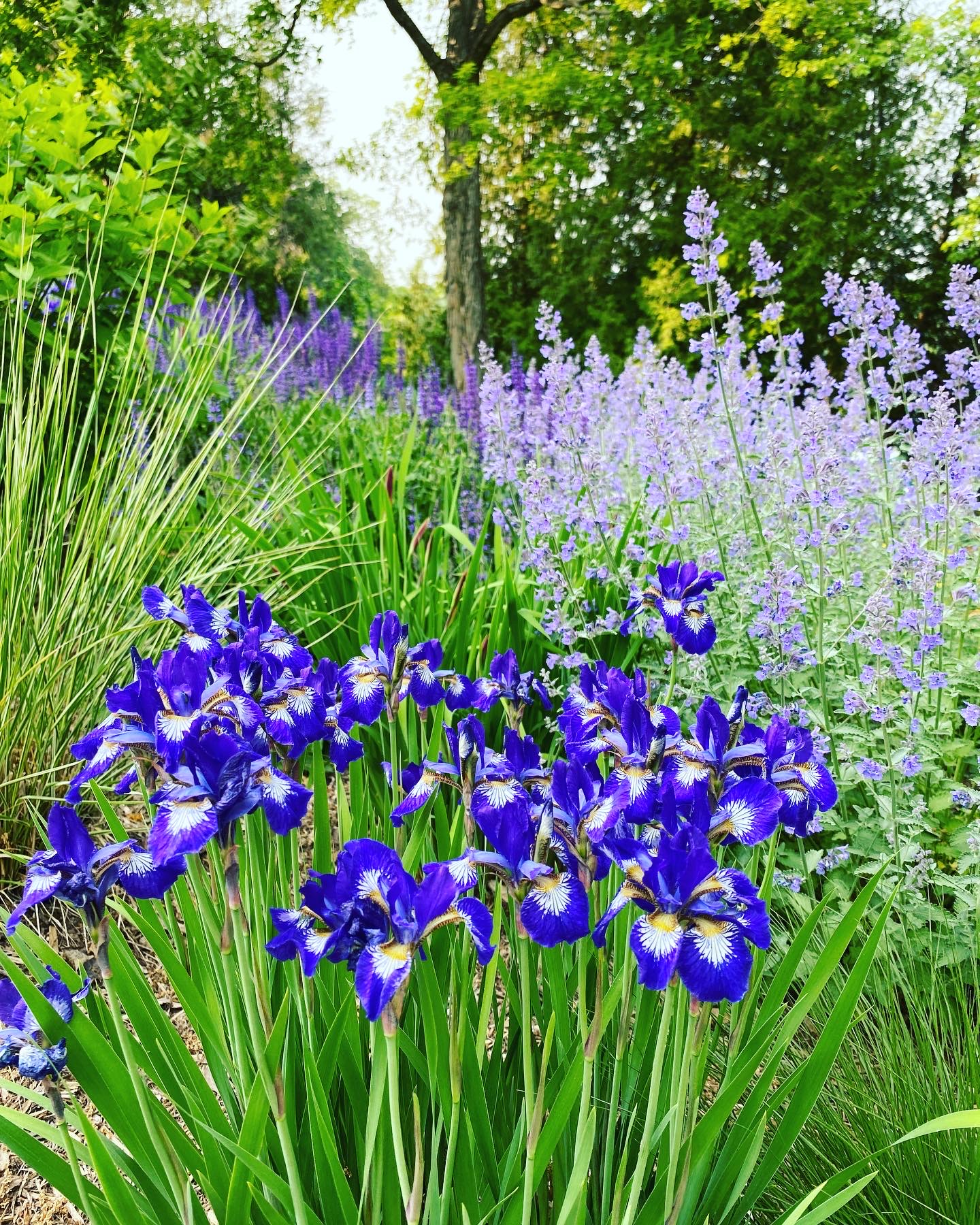 Caesar's Brother Iris A Beloved Botanical Treasure - Landmark ...