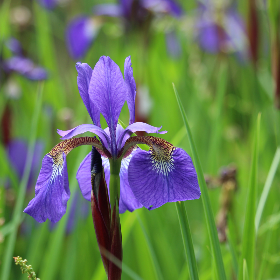 Caesar's Brother Iris A Beloved Botanical Treasure - Landmark ...