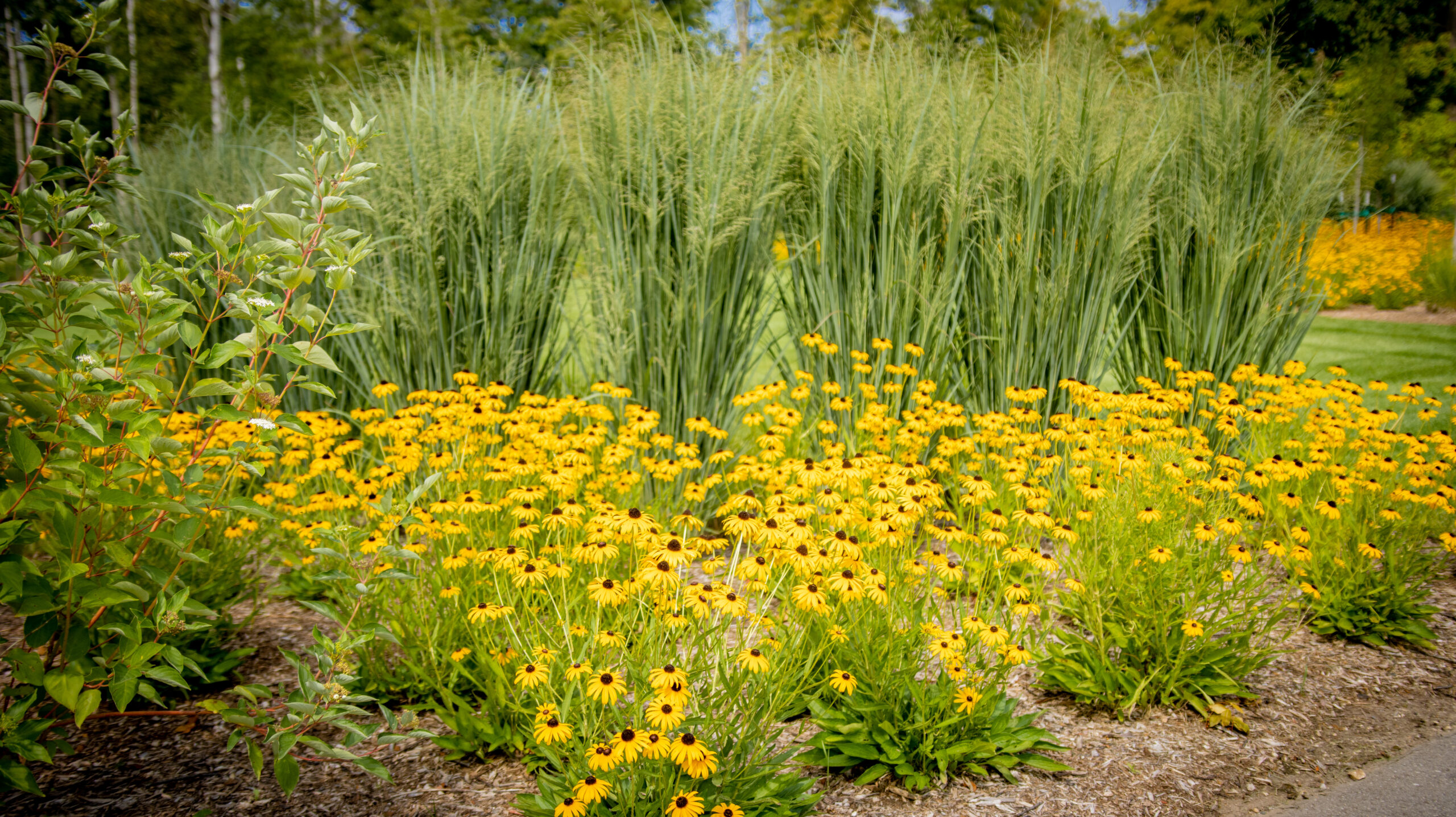 Northwind Switch Grass: A Versatile and Hardy Ornamental Grass ...