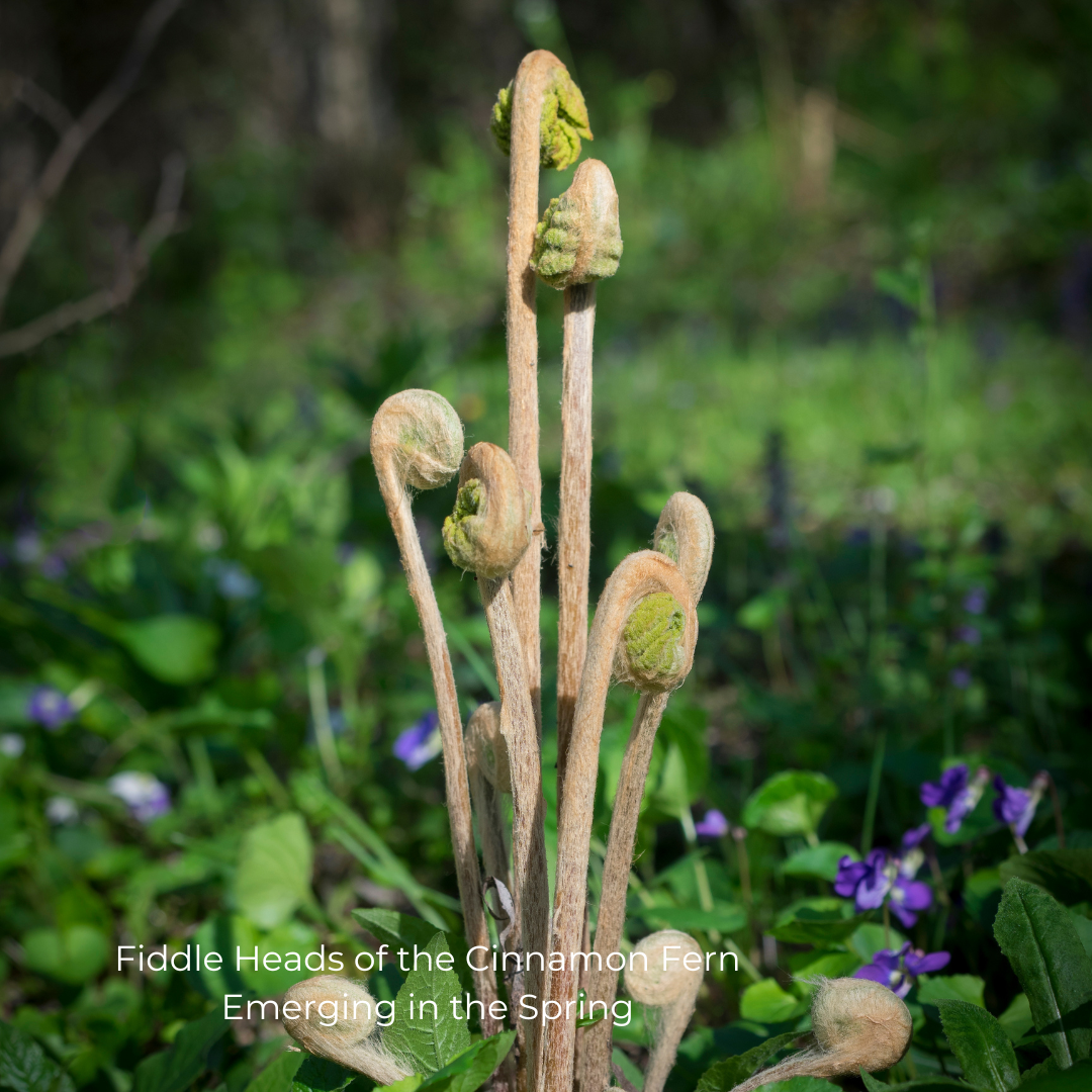 Beauty and Benefits of the Cinnamon Fern - Landmark Landscapes, Inc