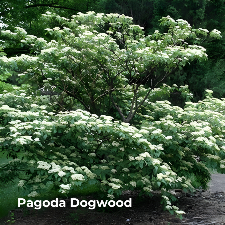Pagoda Dogwood - A Graceful Native Understory Tree - Landmark Landscapes, Inc