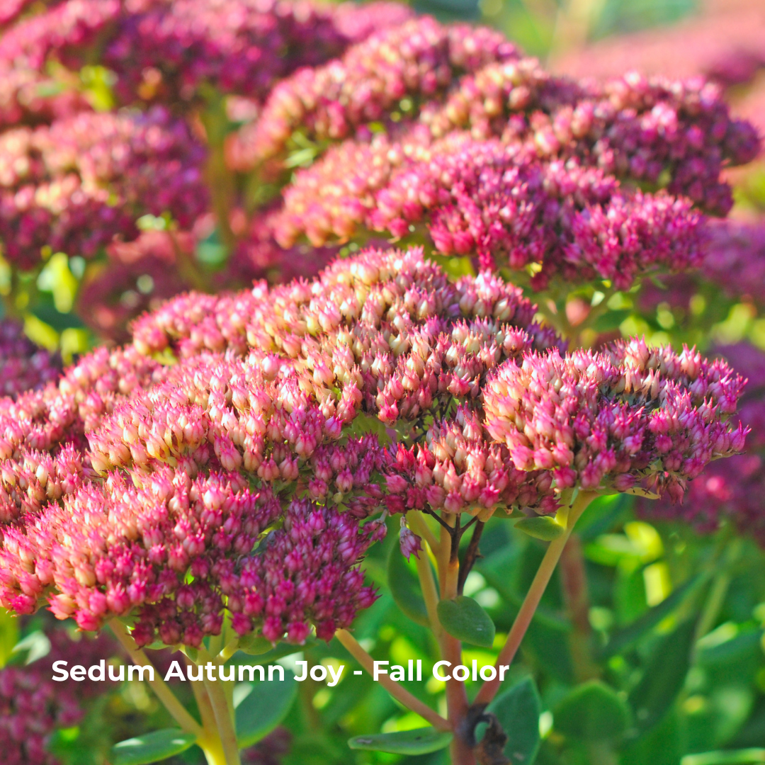 Sedum Autumn Joy - A Dramatic Fall Perennial - Landmark Landscapes, Inc